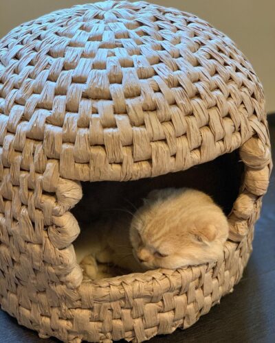 30 Modern Cat House Designs for Your Favorite Cats to Enjoy – Branded Girls