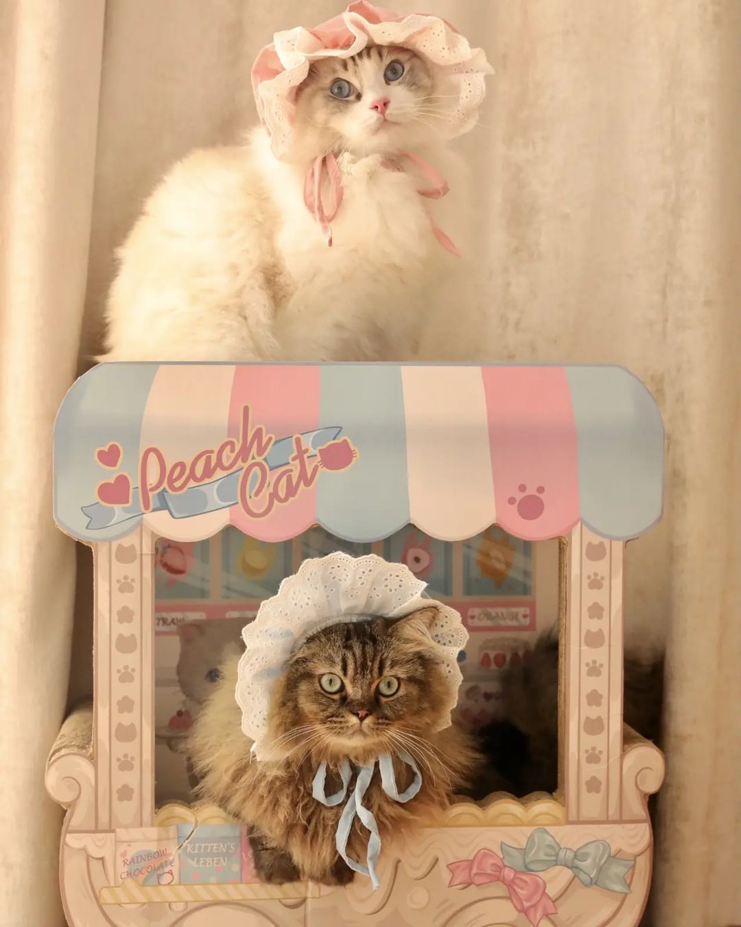 30 Modern Cat House Designs for Your Favorite Cats to Enjoy – Branded Girls