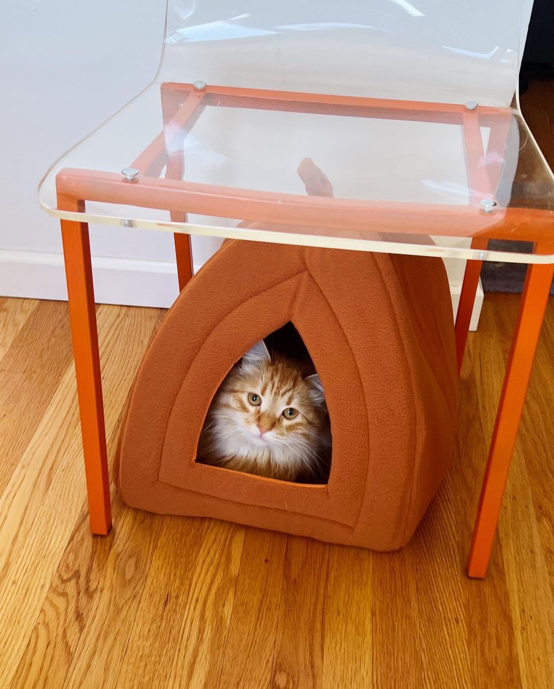 30 Modern Cat House Designs for Your Favorite Cats to Enjoy – Branded Girls