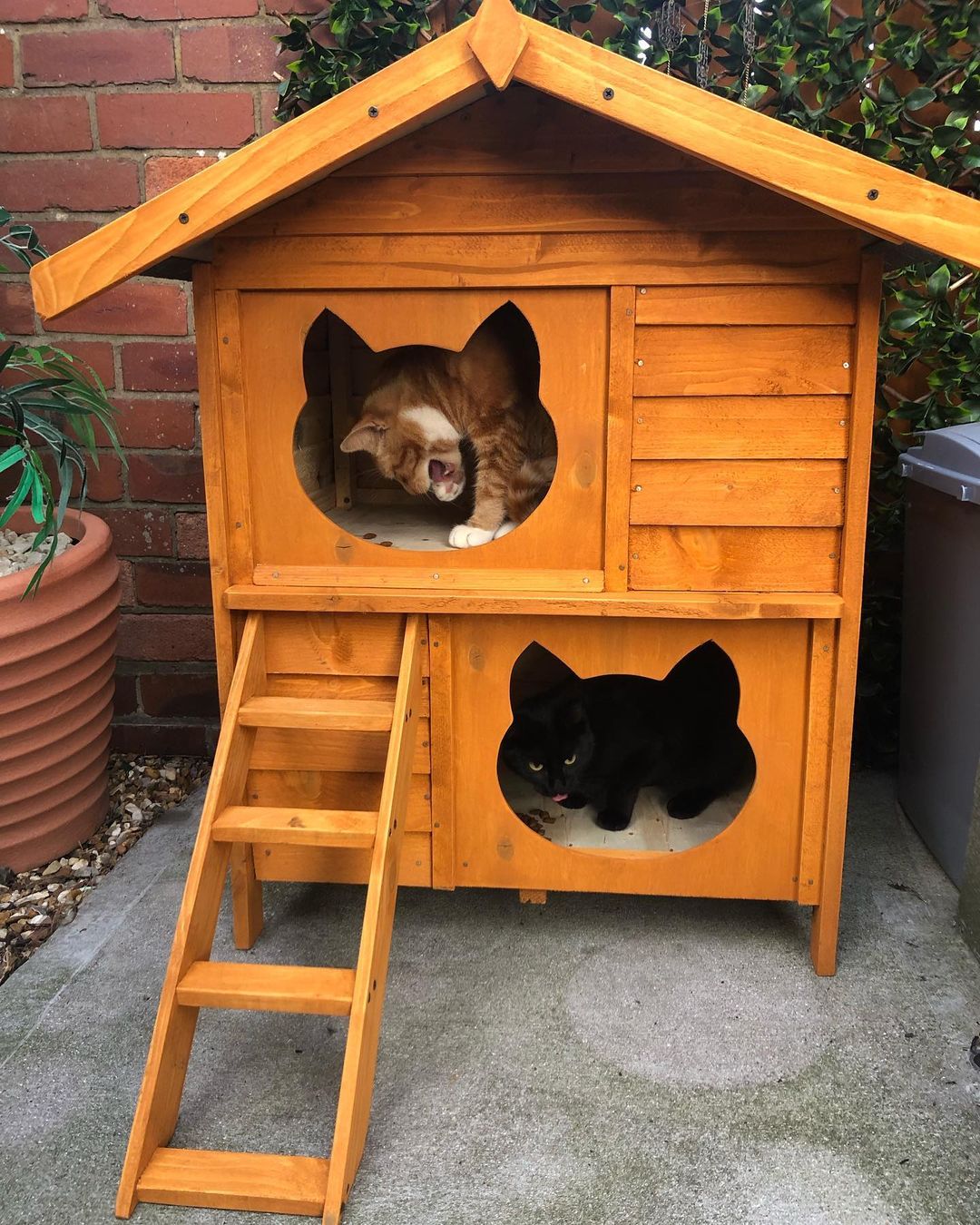 30 Modern Cat House Designs for Your Favorite Cats to Enjoy – Branded Girls