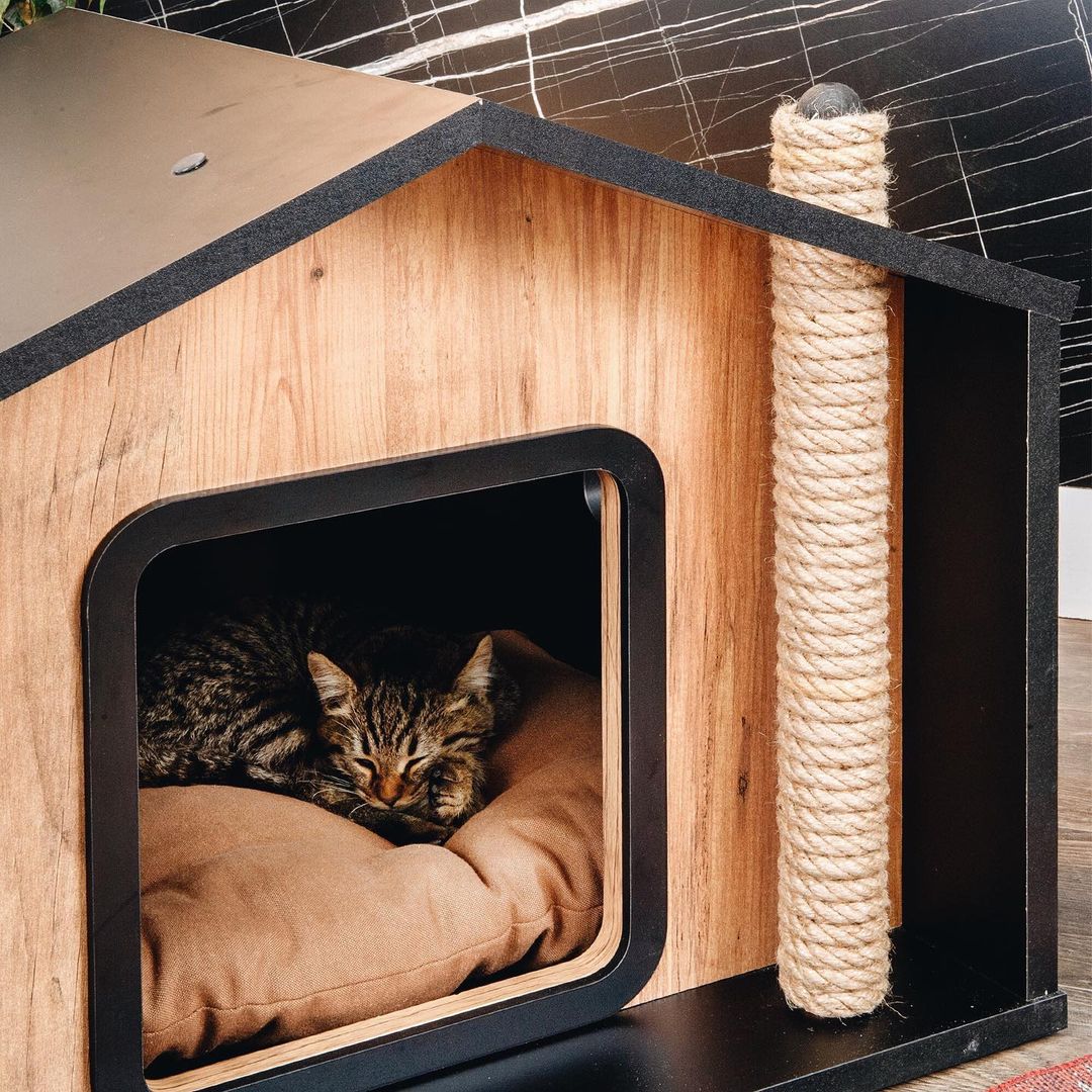 30 Modern Cat House Designs for Your Favorite Cats to Enjoy – Branded Girls