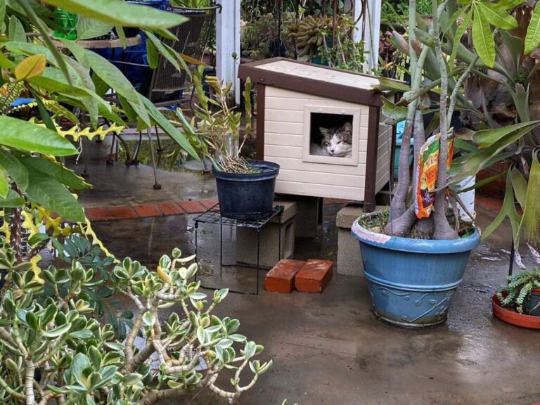 30 Modern Cat House Designs for Your Favorite Cats to Enjoy – Branded Girls