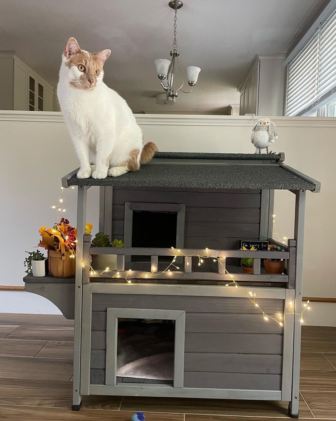 30 Modern Cat House Designs for Your Favorite Cats to Enjoy – Branded Girls