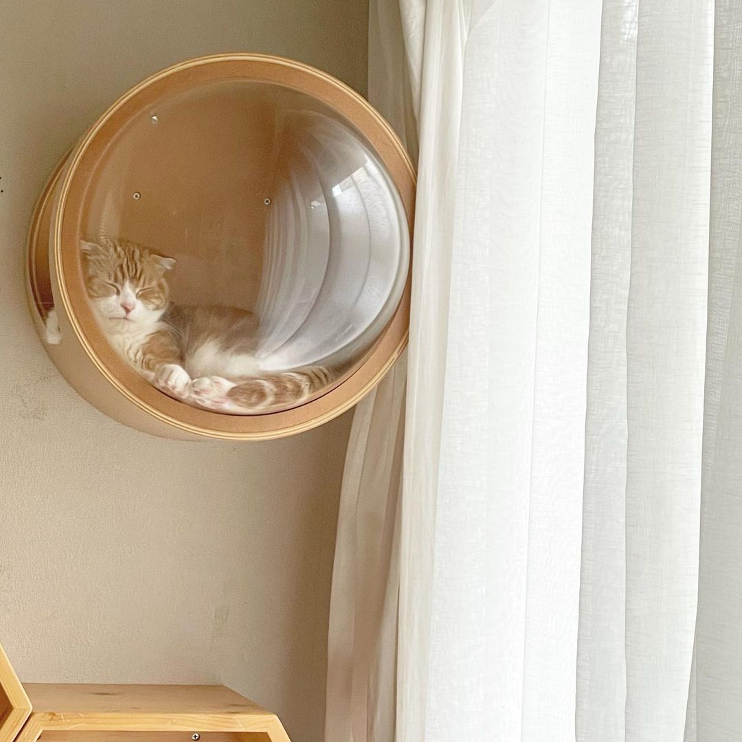 30 Modern Cat House Designs for Your Favorite Cats to Enjoy – Branded Girls